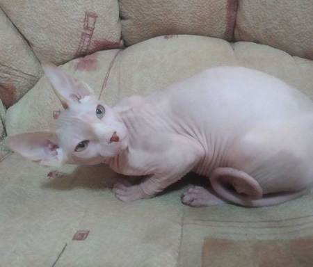 Котята канадского сфинкса