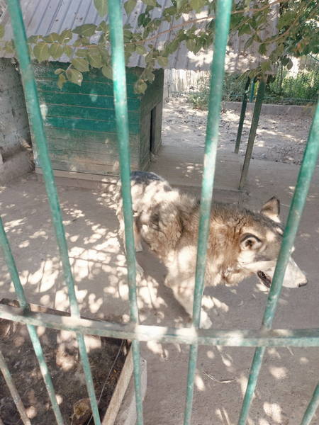Хаски эркак ИТ сотилади