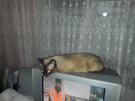 Продам сиамского кота