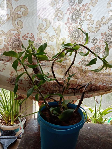 продам золотой ус лечебный