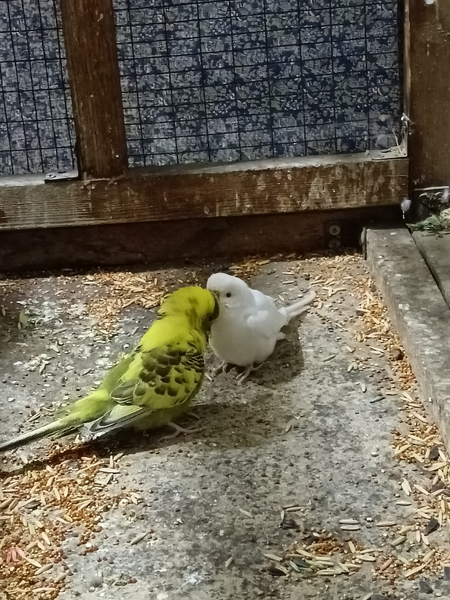 Papugaylar sotiladi 2 ta para