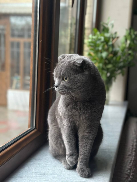 Вязка скотиш фолд