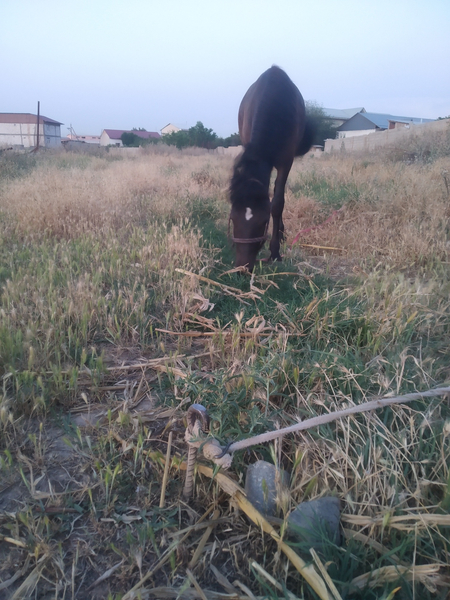 Toy biya bir yosh