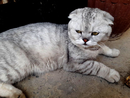 Vyaskaga qabuk qilamiz