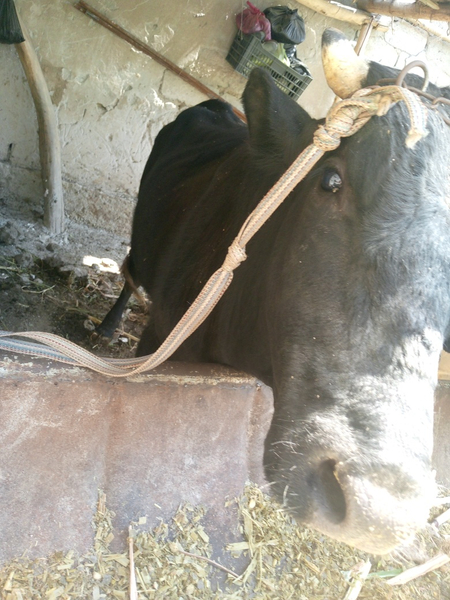 Buqa bor 2 ta sollom