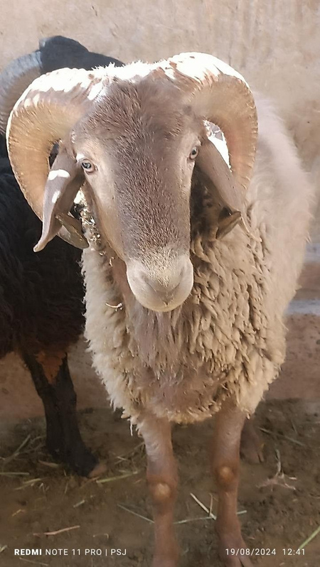 Qo'chqor sotiladi