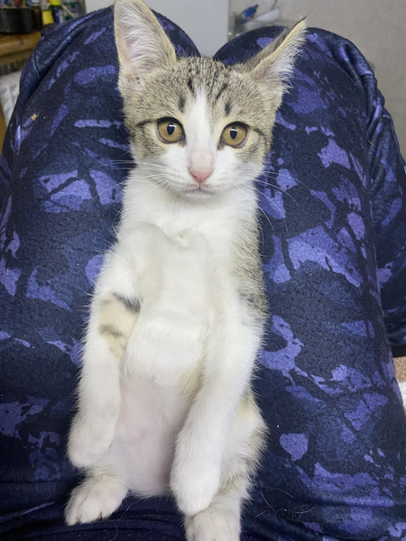 Красавчик котик. В хорошие руки