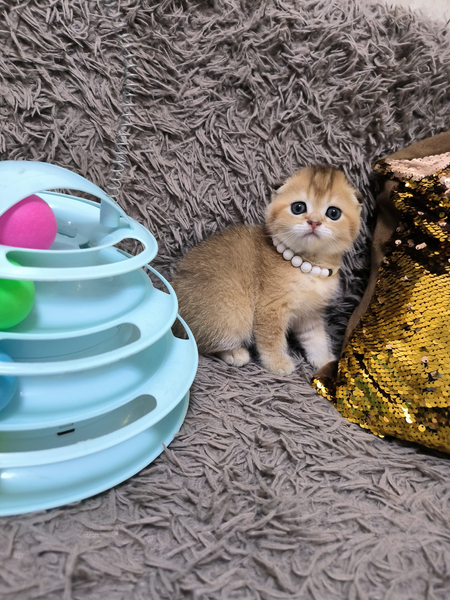 Котята от правильной вязки