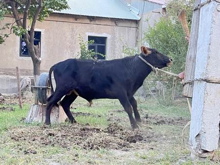 Buqa  narx kelishiladi