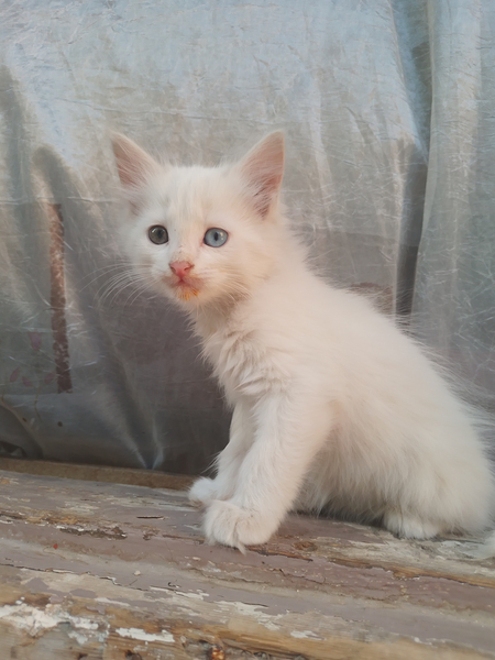 Продаются котята
