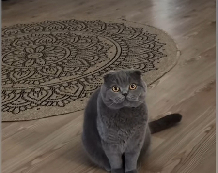 Кот на вязку Скотиш фолд