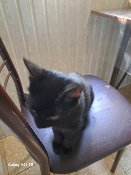 Котик в добрые руки
