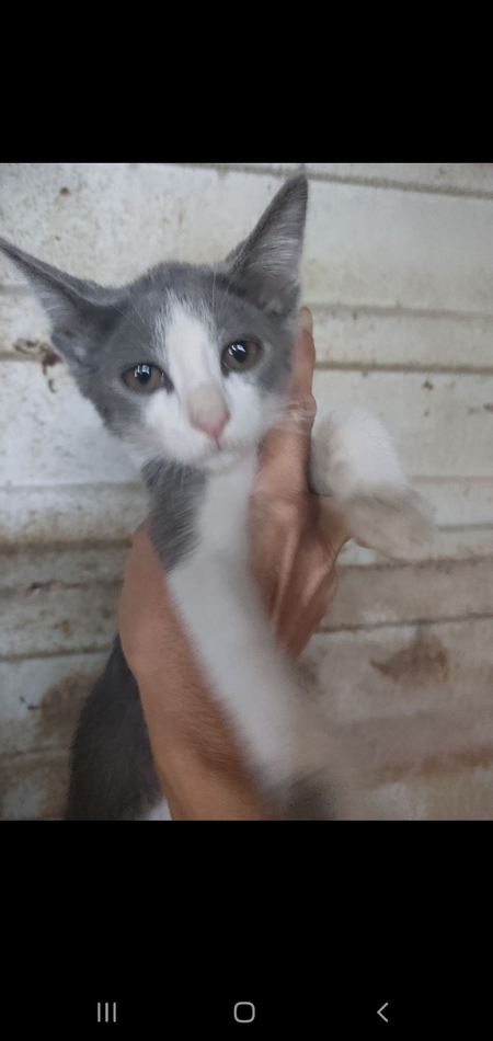 Отдаются котята  в хорошие руки