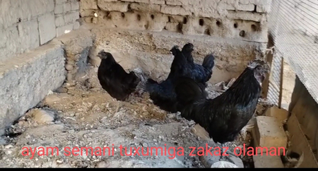 Ayam cemani tuxumiga zakaz olaman