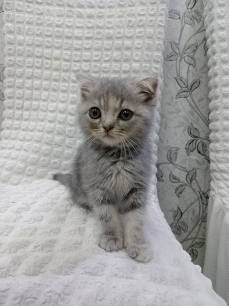 Zoti Fillandiya jghj