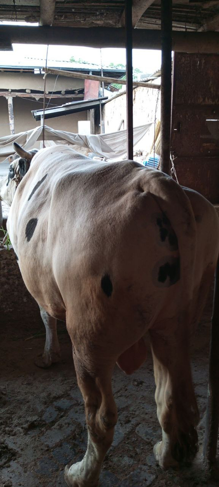 Buqala sotiladi kelishiladi