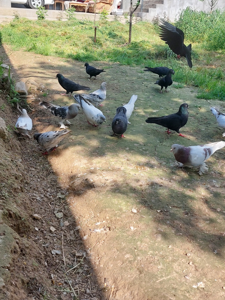 Kabutarla sotiladi