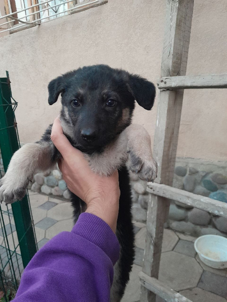 Щенята 1 месяц берите