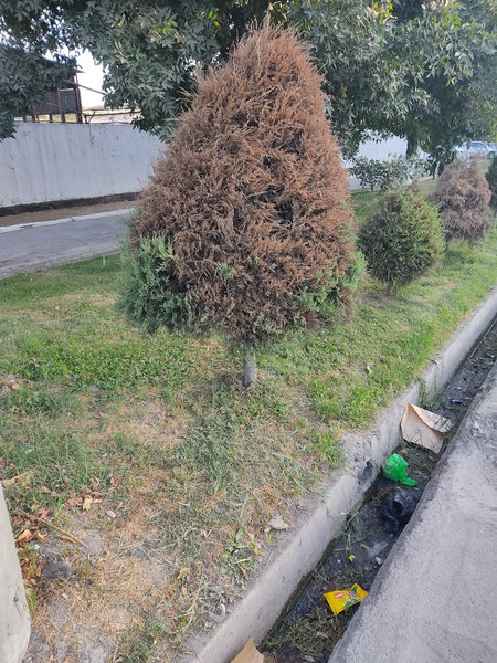 DAraxt archa uzum kesish