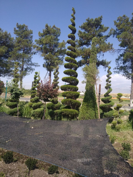 Dorilash xizmati archalar gullar daraxtlar kesish sterichka xizmati
