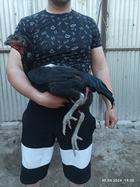 Shularni tuxumlari bor 100%garantiyali 10000 somdan