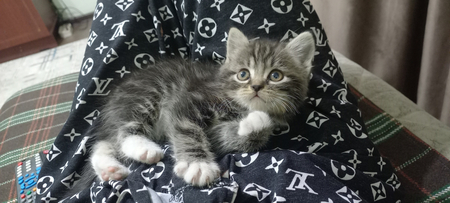 Продаётся котенок скоттиш фолд