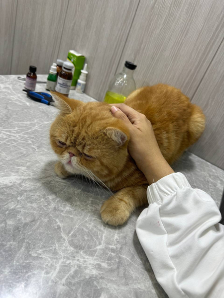 Эгзотическая кошка