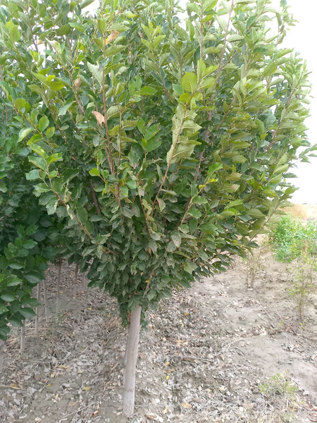 SADA KAYRAGACH (Chinni gujum)
