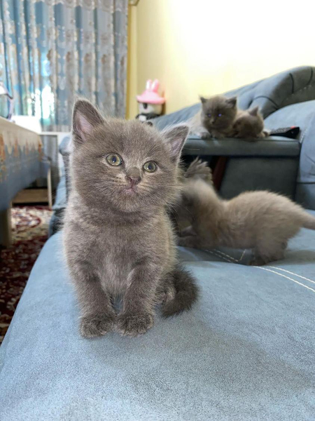 Продается котята