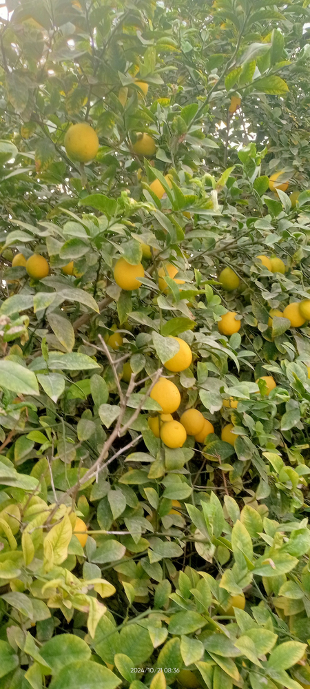 Mesni limon sotiladi
