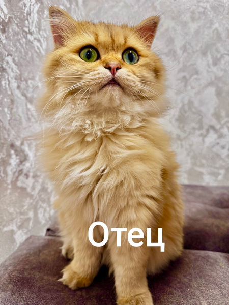 Продаются котята