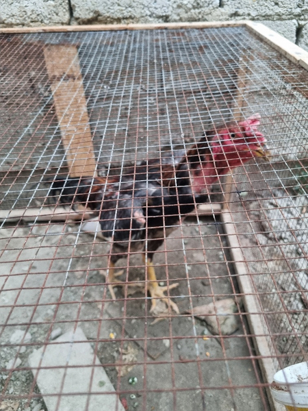 Dakan xuroz zotdor pulini kelishamiz yana