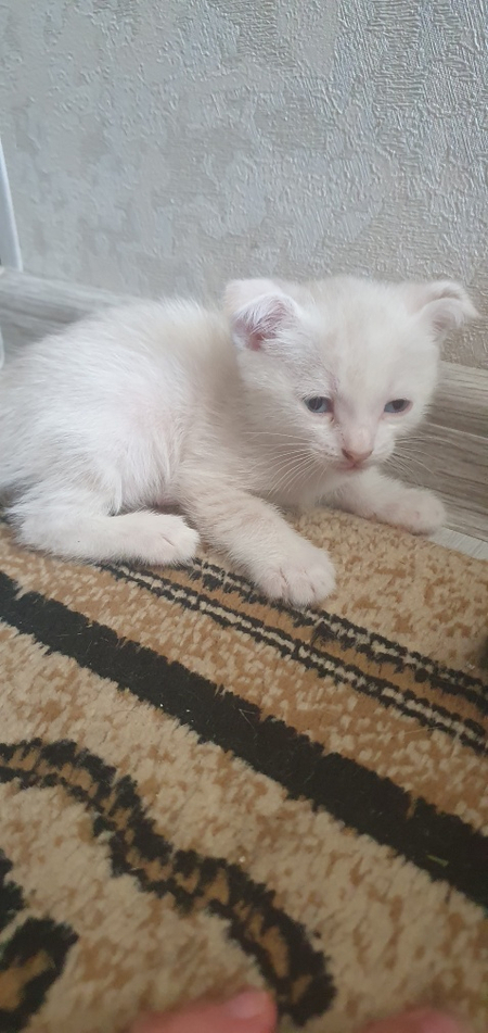 Отдам котят в хорошие руки