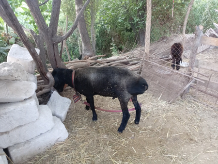 Qochqor 1 yoshar