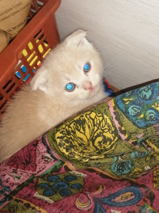 Продаются котята.