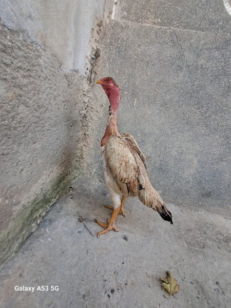 Dakan tovuq sotiladi madakaskar