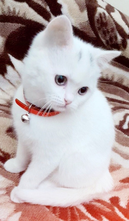 Продам котёнка британочку