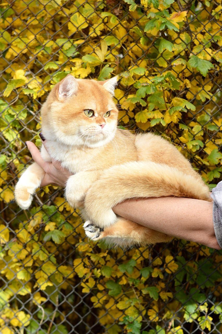 Вязка золотого кота ny12