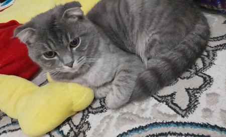 Котёнок мальчик 5 месяца
