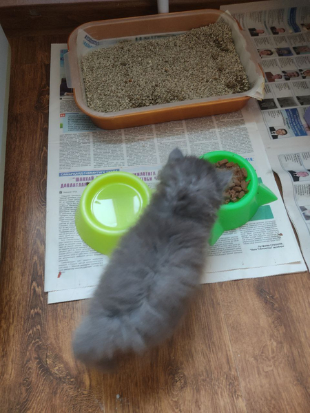 Котенок продается
