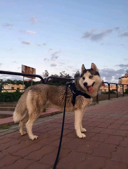 Продаются Хаски.