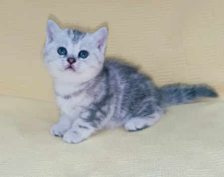 Продаётся котёнок