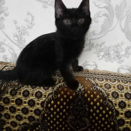 Бесплатно котята в добрые руки