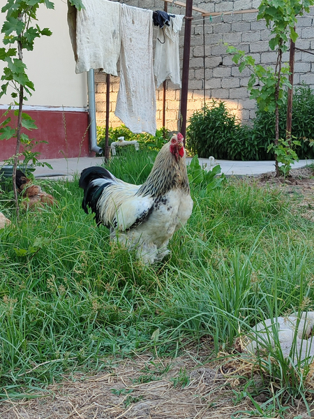 Brama xoroz sotiladi