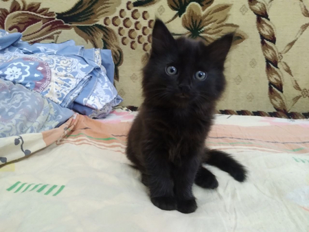 Продам котенка