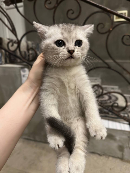 Шиншилла кошка
