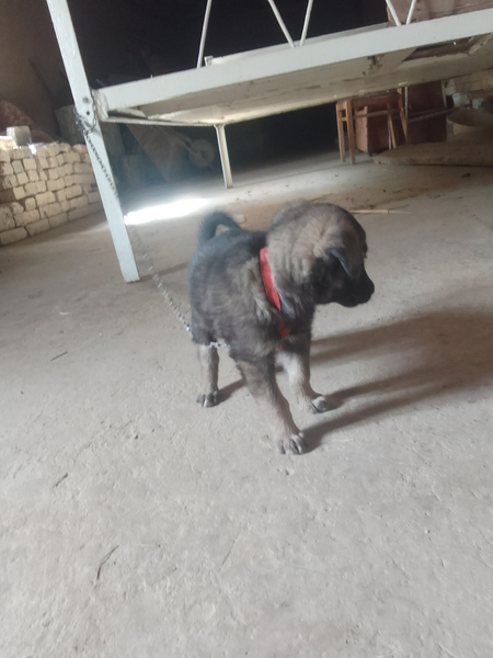 It sotiladi zoti chupon