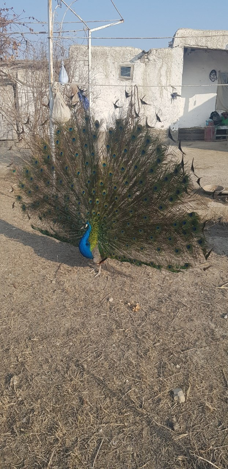 Tovus Fazan zalatoy sotiladi
