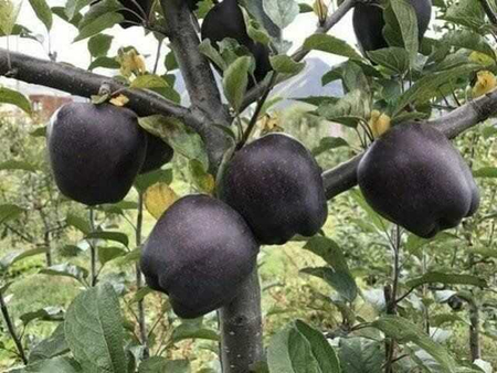 Саженцы тибетский чёрная яблоко