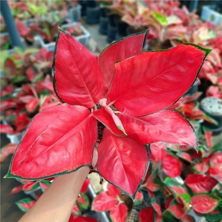 AGLAONEMA RED SUKSOM

Aglaonema 